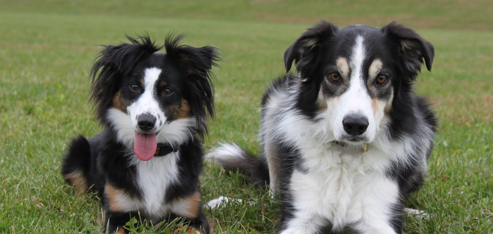 Oh Charlie..... the Mini Aussie: Border Collie Time