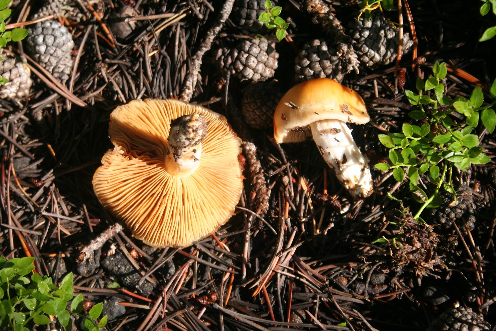Mushrooms and Fungi of the Bighorn Mountains: Rust colored mushrooms