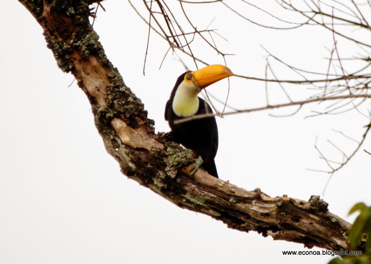 Aves del NOA y algo mas..: Tucan toco(juvenil)