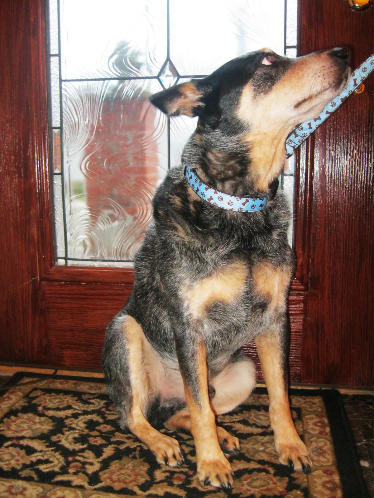 Summer Wind: Summer Wind Gift Guide: Preppy Puppies!