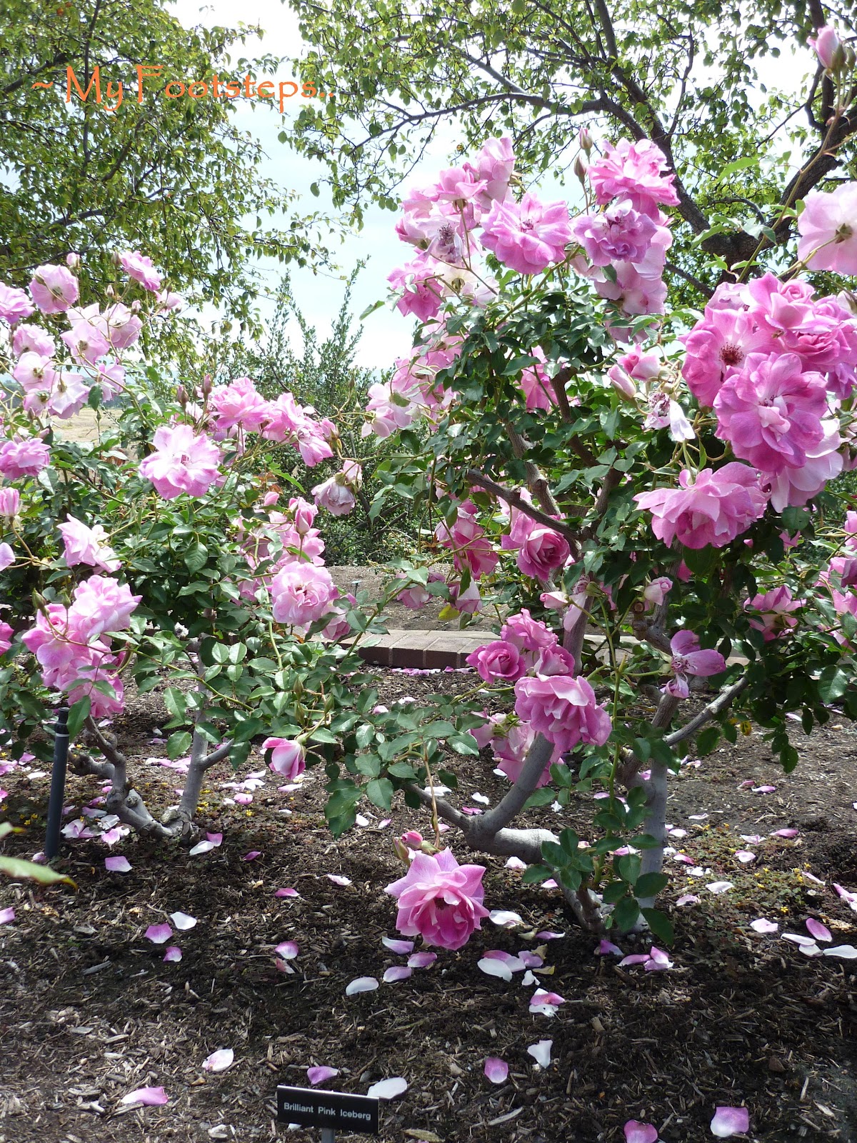 My footsteps...: Roses at Rose Garden, Balboa Park, San Diego (2)