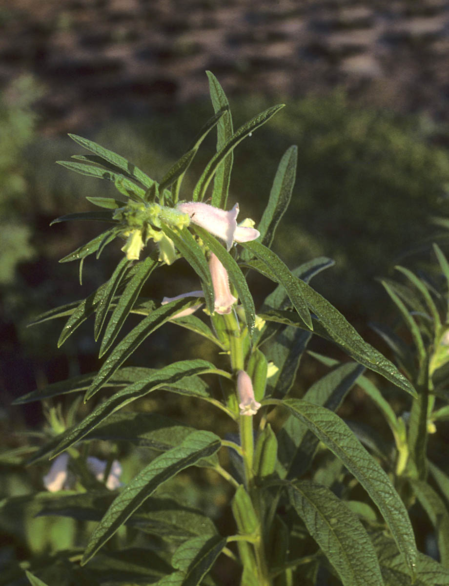 Flora de Puerto Rico Ilustrada Papo Vives: PEDALIACEAE SESAMUN INDICUM ...