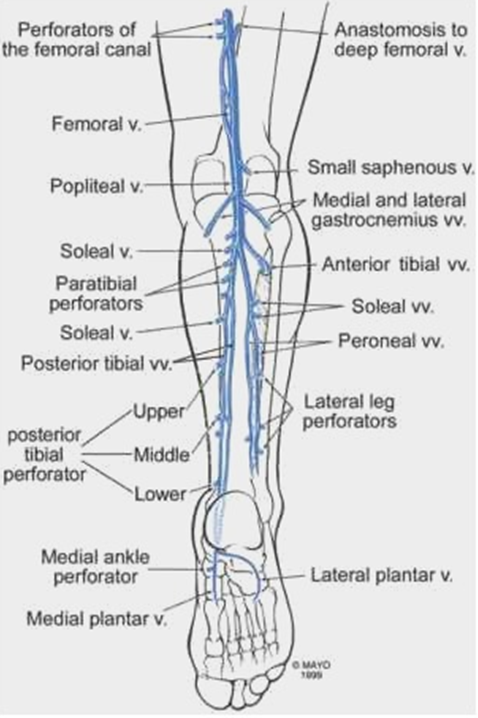 Pedi cardiology: 2019