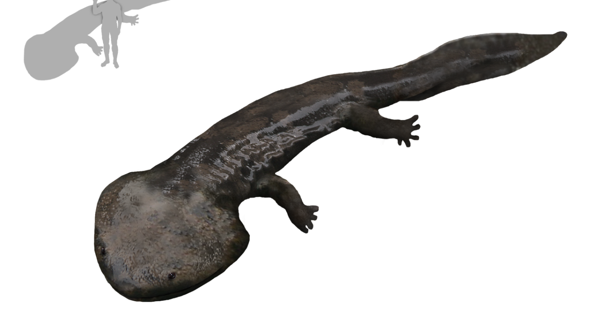 고대 양서류 이야기 (7) - 머리 큰 양서류