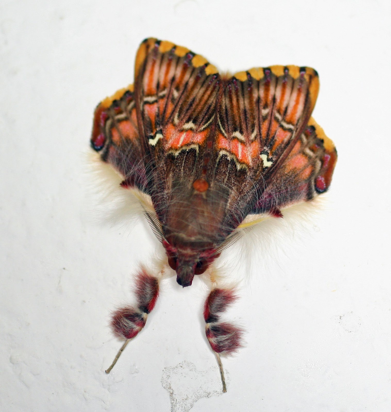 The Montgomeryshire Moth Group Blog: Trip to Brazil