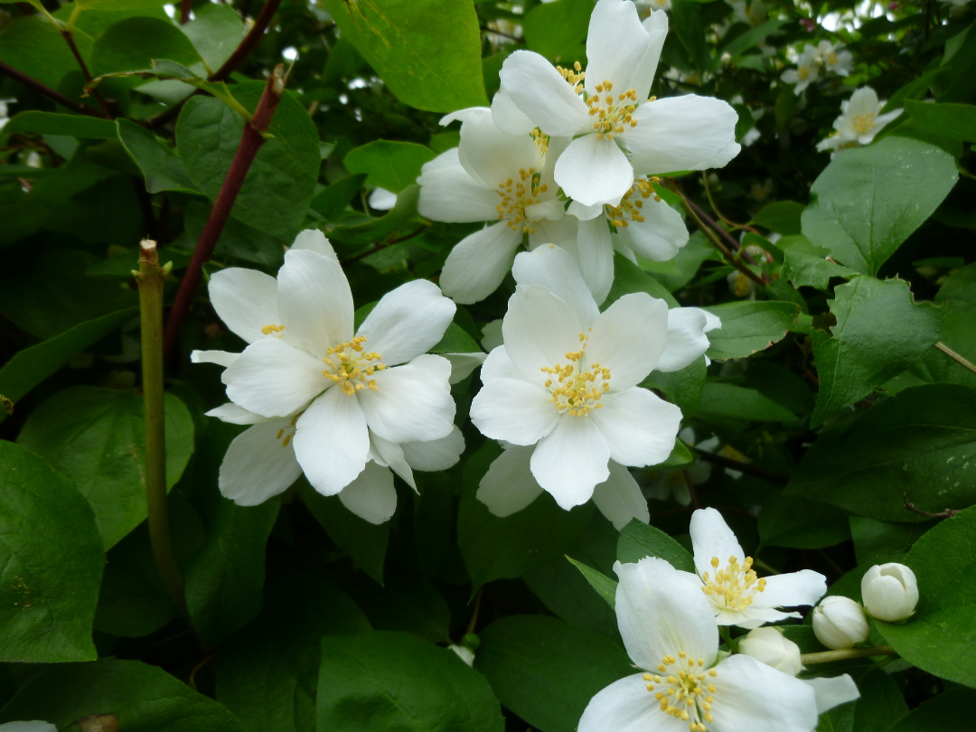 Victory Gardens for Bees: Happy Bee Watchers