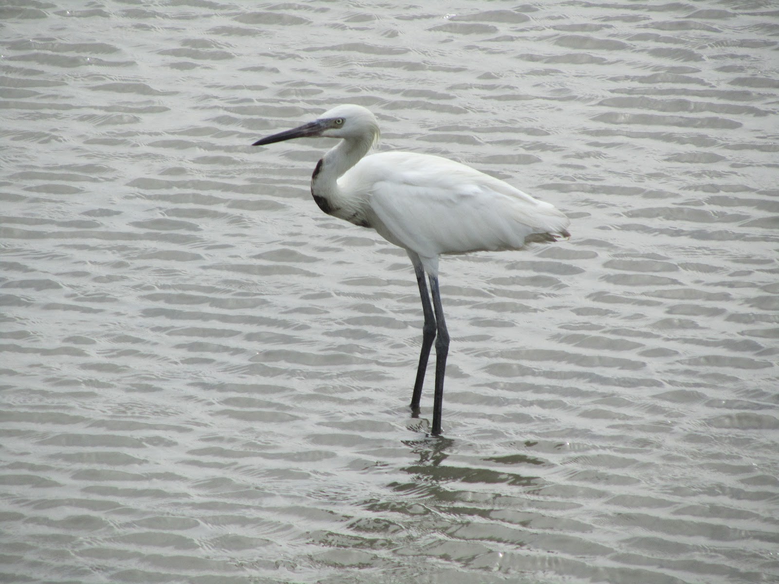 Coolsplanet.com: Witte Reiger op Curacao