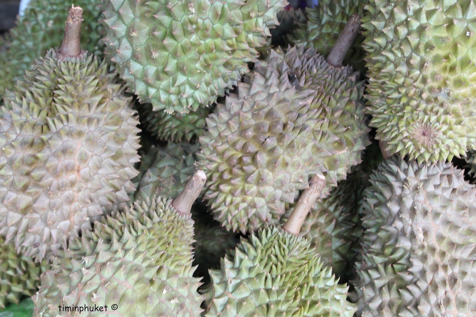 Otter's Tales: What’s that very strong smelling fruit?