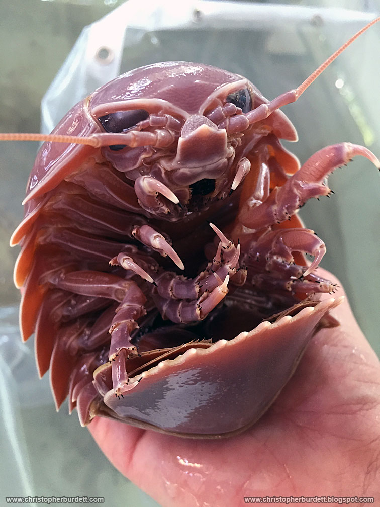 The DOODLES, DESIGNS, and aRT of CHRISTOPHER BURDETT: Gulf Specimen ...