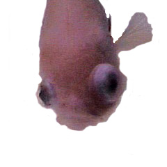 Betta Disease: Popeye ~ Nice Betta