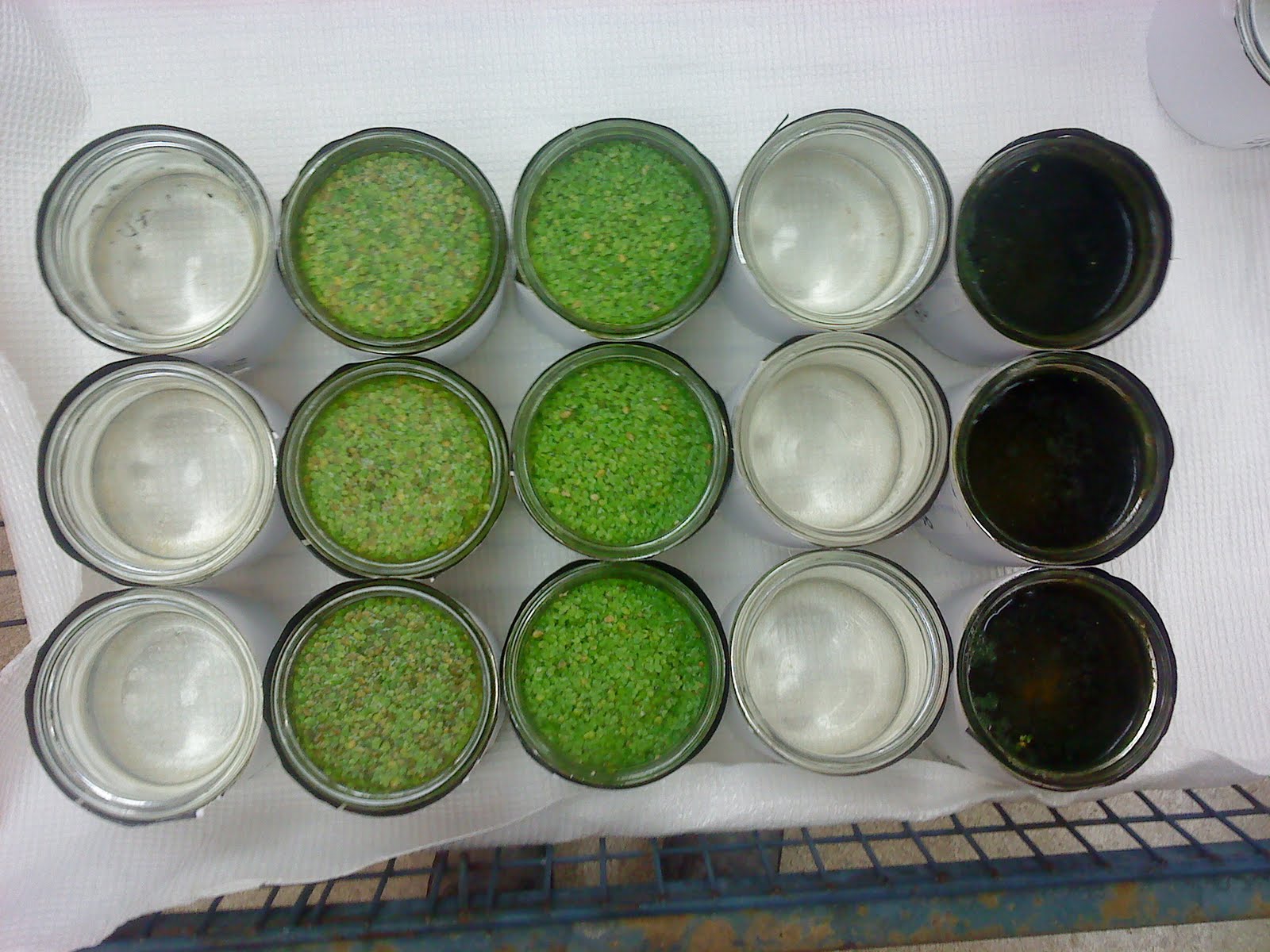 Duckweed Research: Procedure for Testing Pharmaceutical Removal by ...