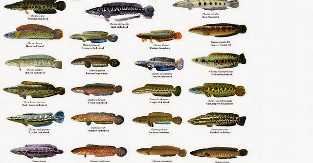 Mahamaya Hiko: Jenis jenis snakehead fish (Channidae family)