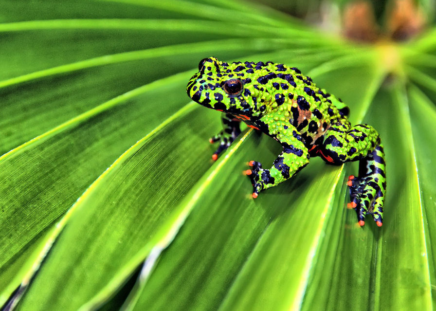 insight buzz: Una rana verde - A green frog