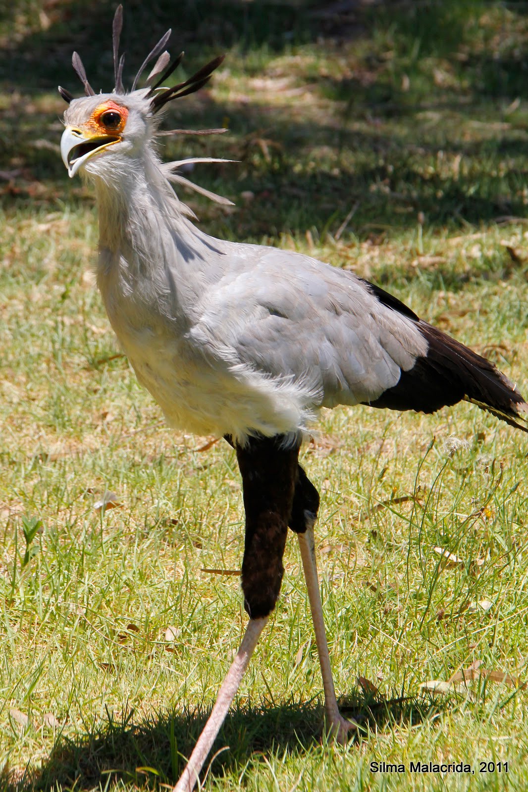 Ciclistas Observadores de Pássaros: Ave Serpentária ou Ave Secretária
