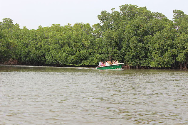 Tamilnadu Tourism: PICHAVARAM