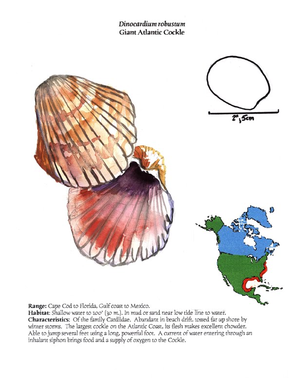 Luned Palmer: Field Guide to Shells of the North Atlantic Coast ...