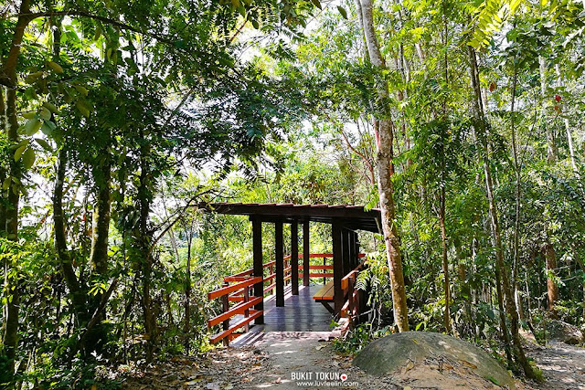 Bukit Tokun 大山脚卓坤山[必拍]大树 - 乐飞翎 ♥ LUVFEELIN