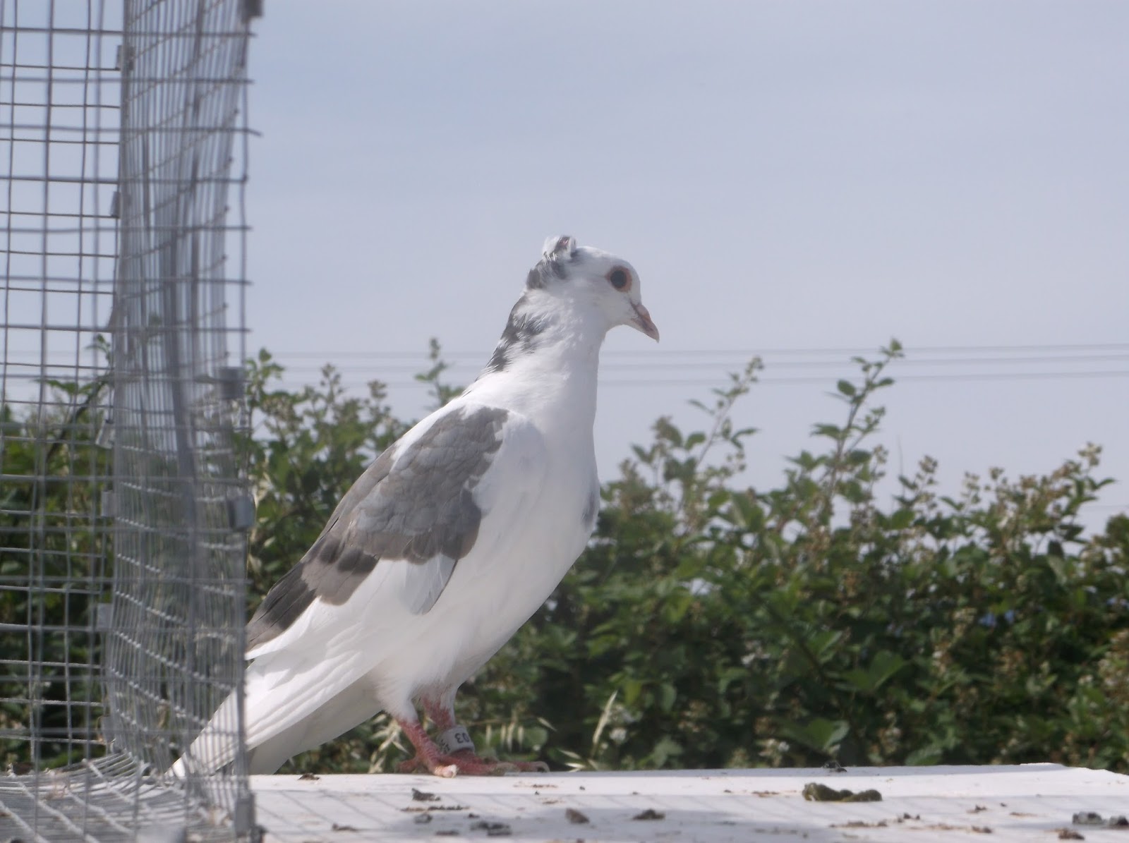 Birmingham Rollers and North American Roller Pigeons: Welcome to the ...