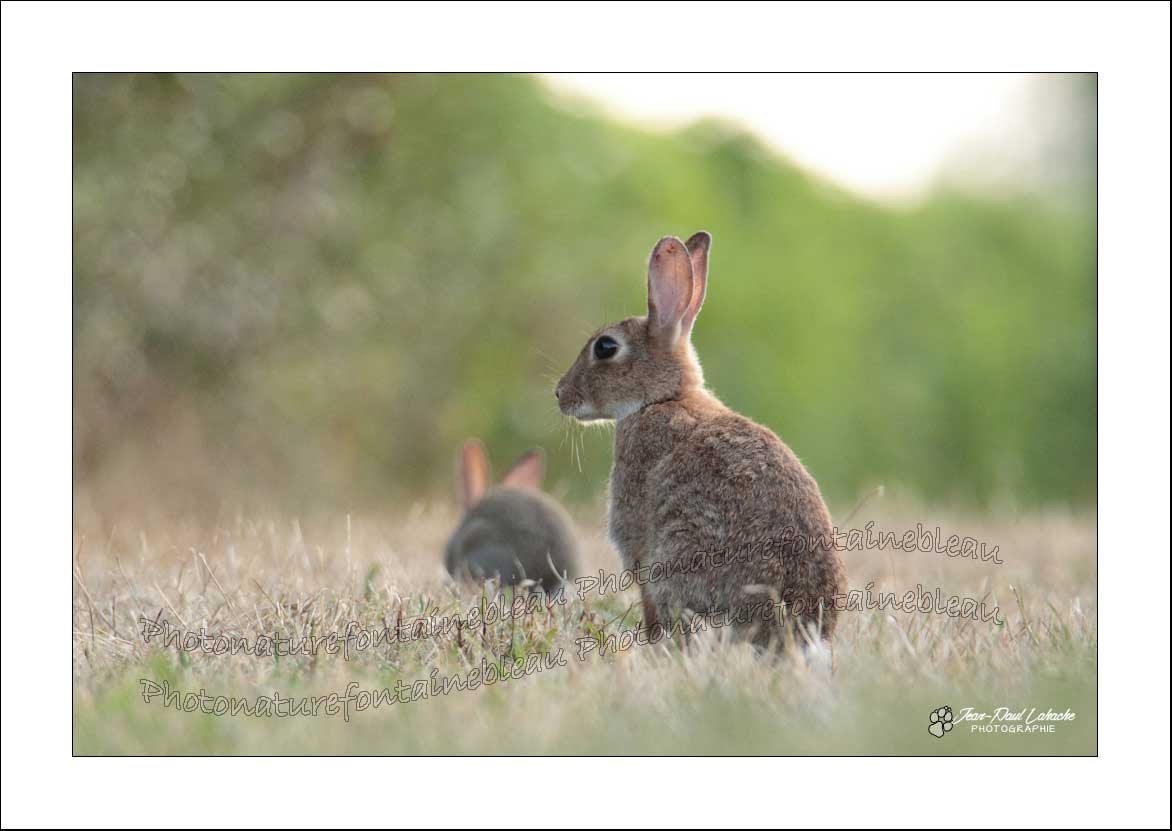 Une matinée avec les Lapins de garenne. Note N° 2017 078