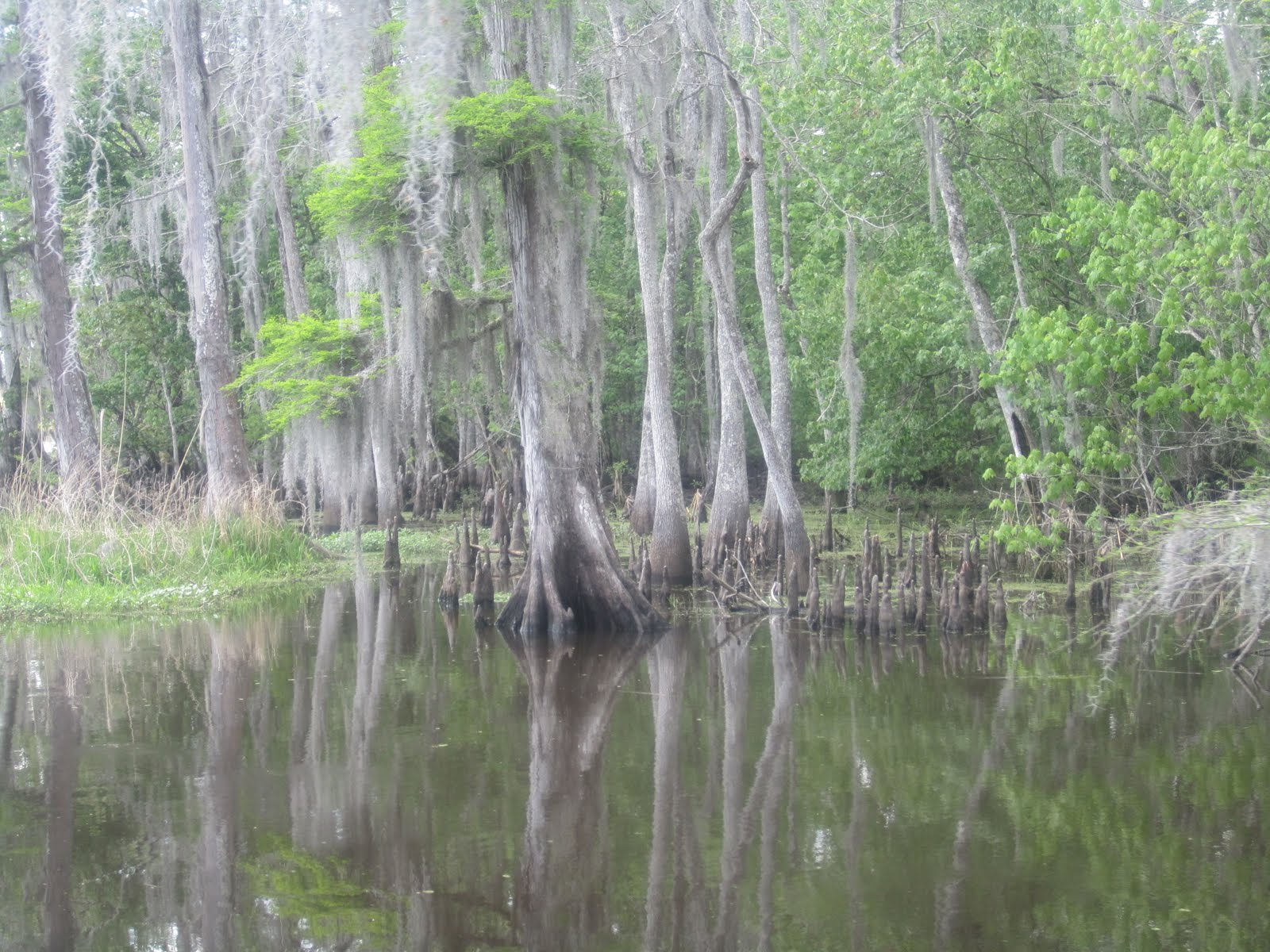 Adventures: Bayou Swamp Tour