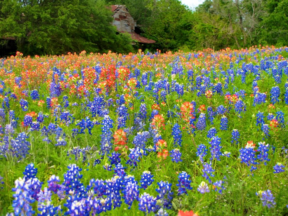 The Eyrings: A wonderful spring trip - Bluebonnets everywhere!!