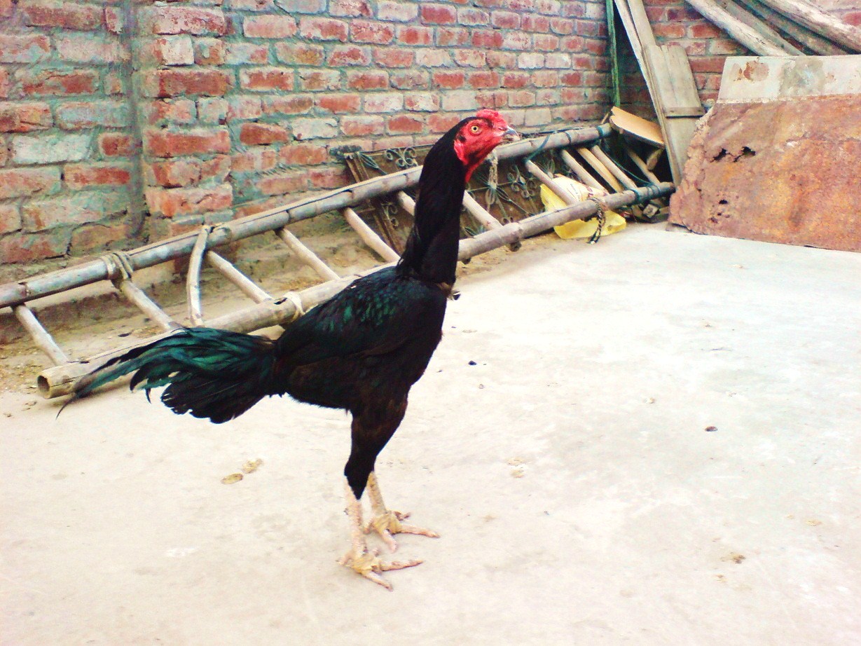 KING GHAZI: Indian Asil