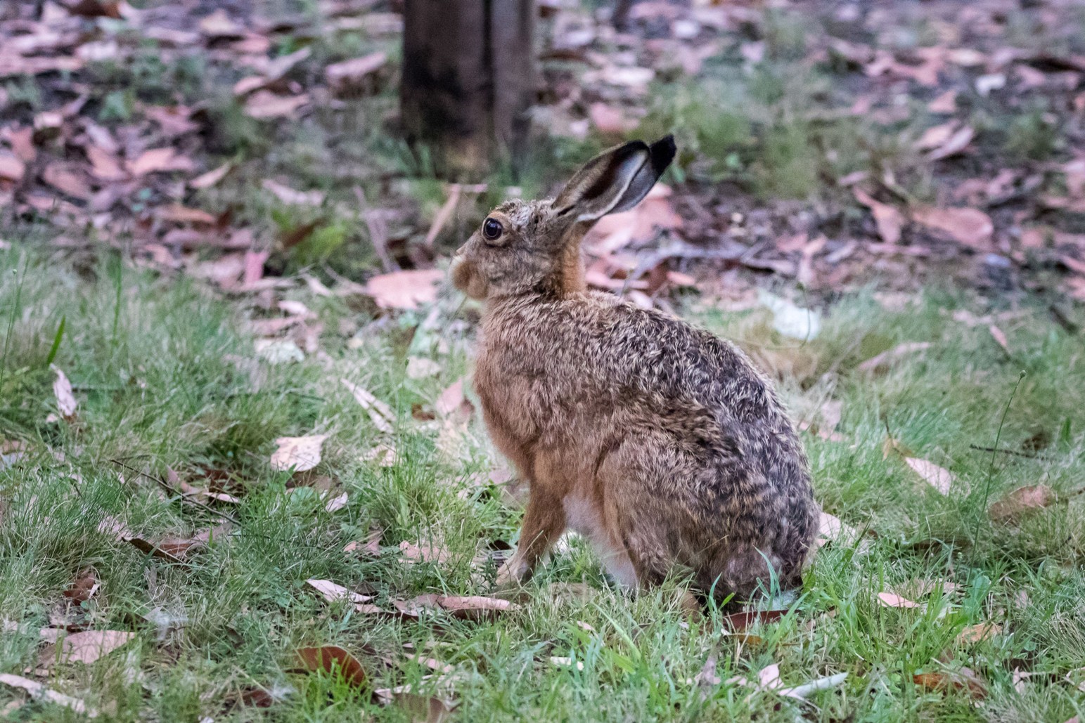 National Park Odyssey: Thungutti Campground, New England National Park ...