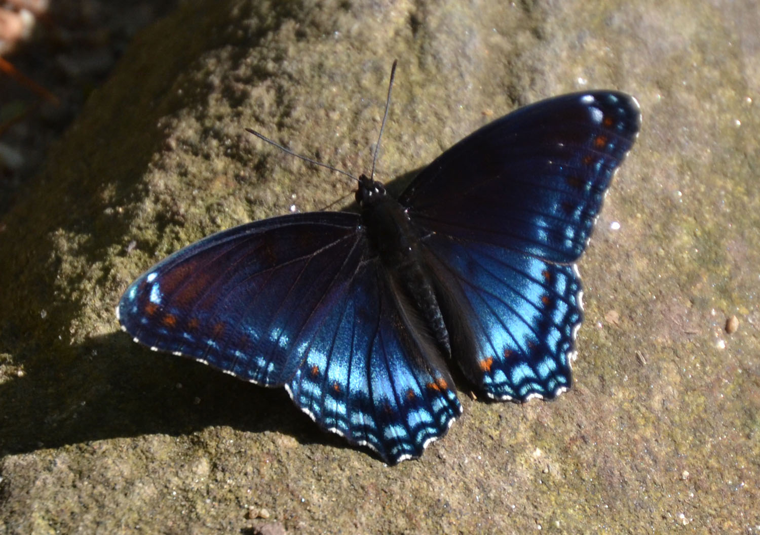 Woods Walks and Wildlife: Flowers Blooming and Critters Crawling in ...