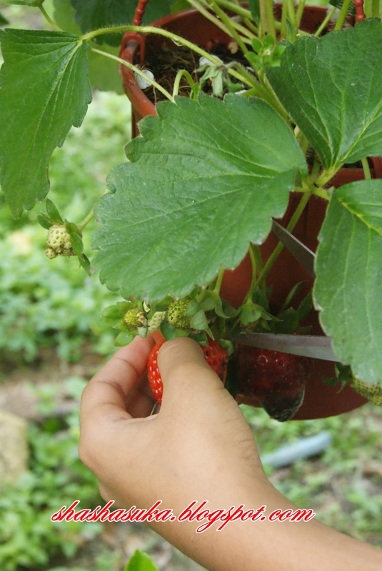 HoBi & KoleKsikU...: Pokok Strawberry