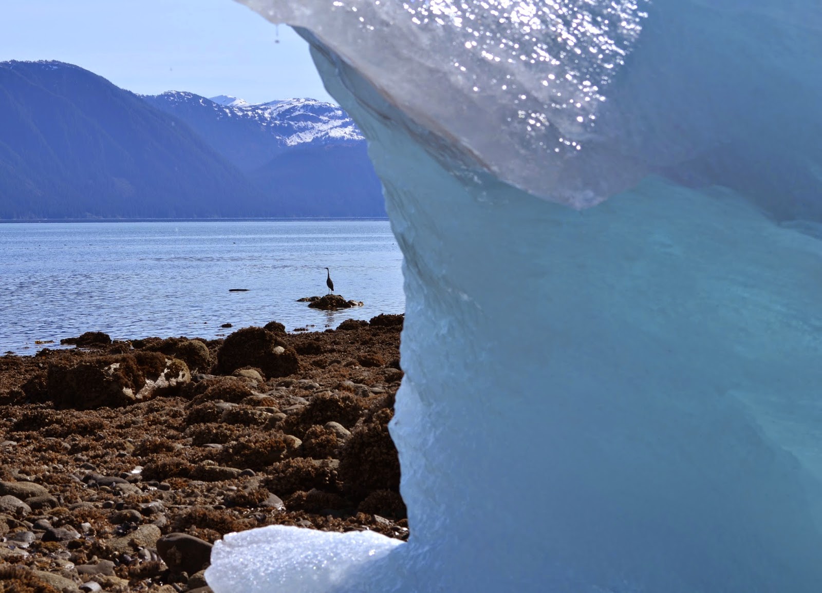 Run 'n Stitch: Spring Time In Alaska