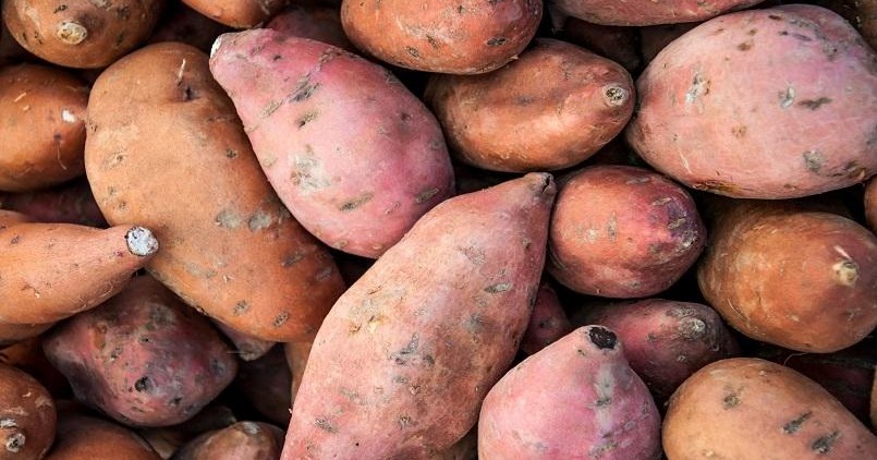 Vanuatu DARD carries out research on sweet potatoes - Papua New Guinea ...