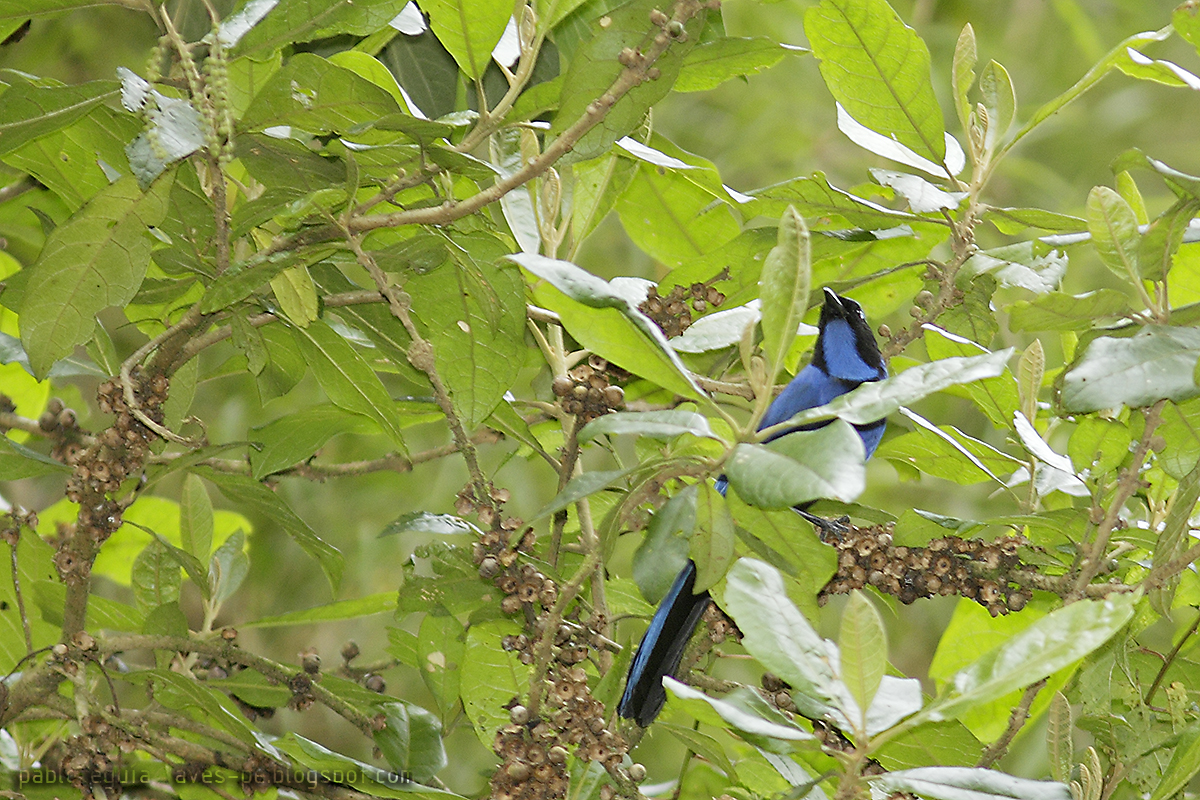 mis fotos de aves: Cyanolyca armillata Urraca Collareja Black-collared Jay