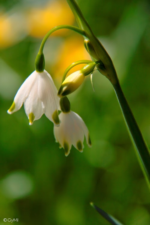 Ghiocelul bogat de vară