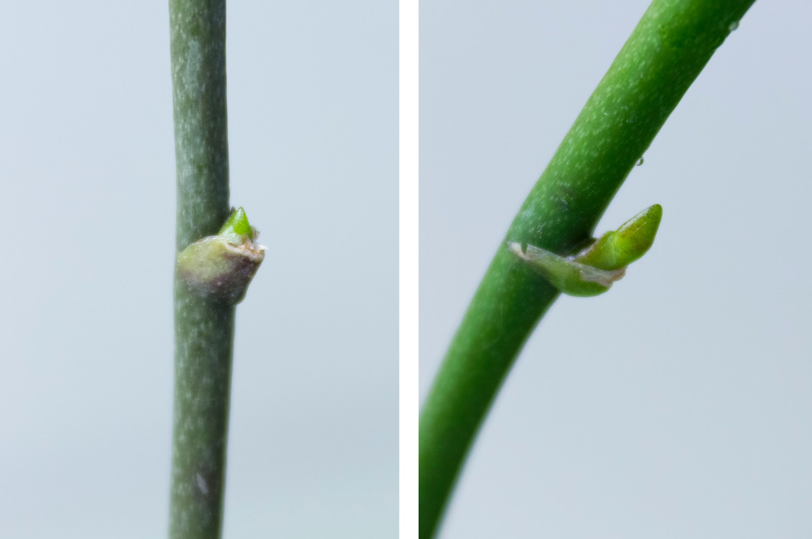 Maria's Orchids: Phals grow side spikes