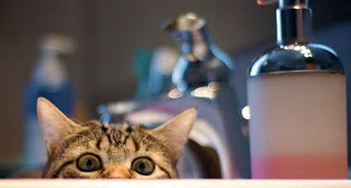 Invisible Cats | sizzerspedia