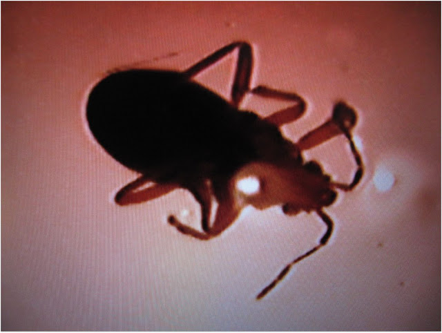 Islay Natural History Trust: New to Islay - the Sphagnum bug Hebrus ...