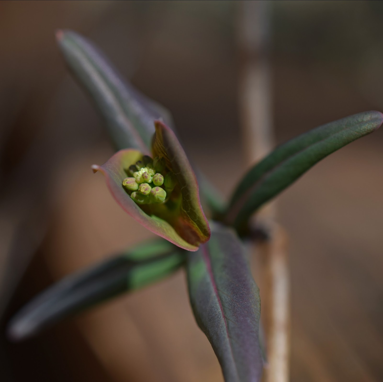 Using Georgia Native Plants: Buds Poised