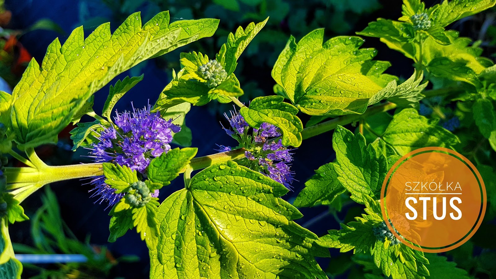 Ogrodniczy Blog: Barbula klandońska 'Hint of Gold' - Szafiry i złoto