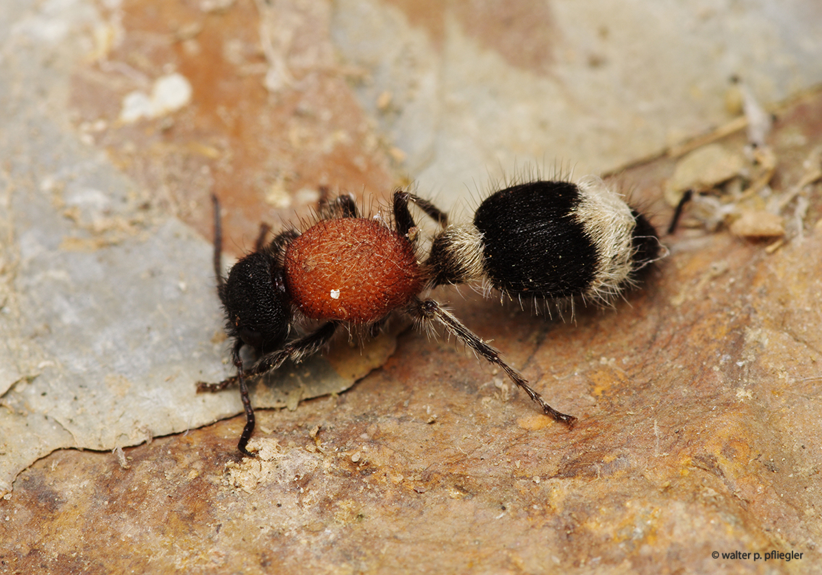 Nature photos from an Amateur Naturalist: Porto Ferro, Sardinia (Porto ...