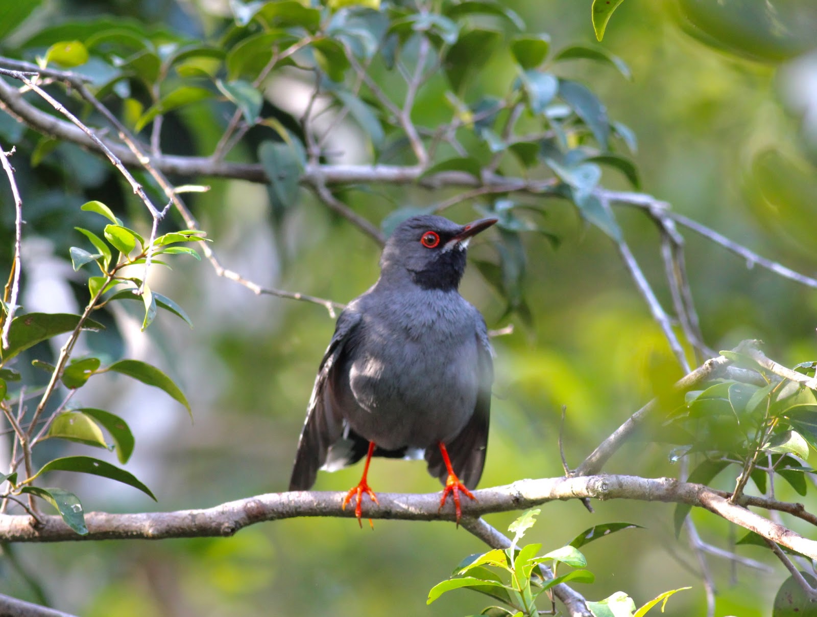 Photographicbirdlistomania: Red-legged Thrush (Turdus plumbeus ...