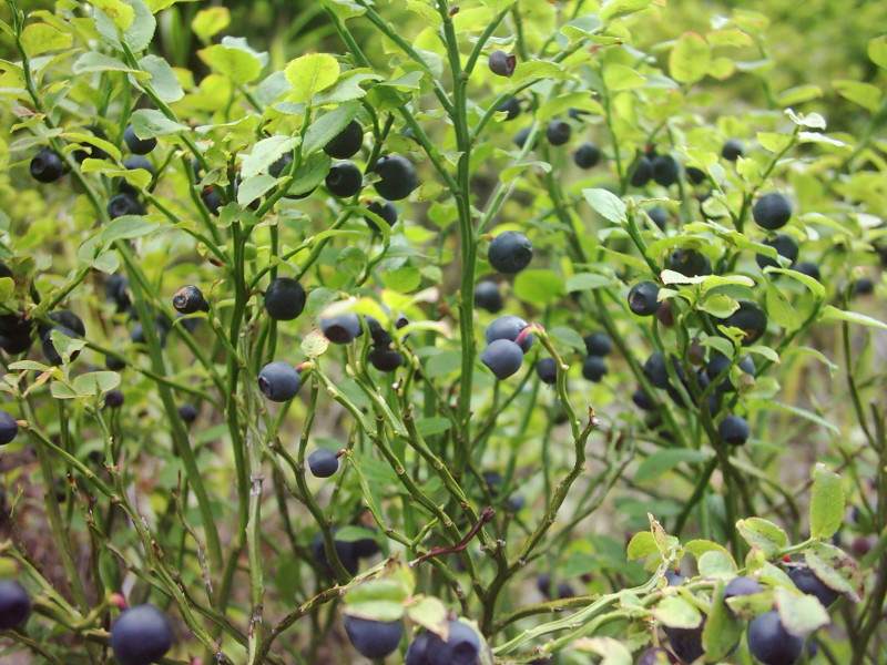 Mirtilo Bilberry - Vaccinium myrtillus - Blueberry Selvagem