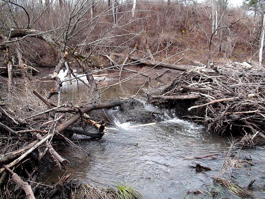 Tales From The Wilds: Recent Dam Collapse is a Serious Problem for our ...