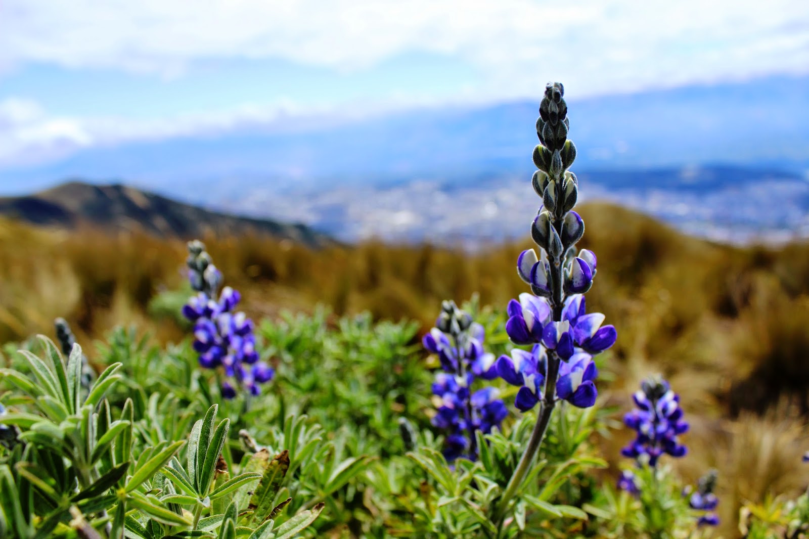 Gale's Place of Travel