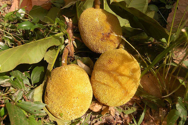 Timadang Tarap of Kelawat Kota Belud Sabah East Malaysia North Borneo ...