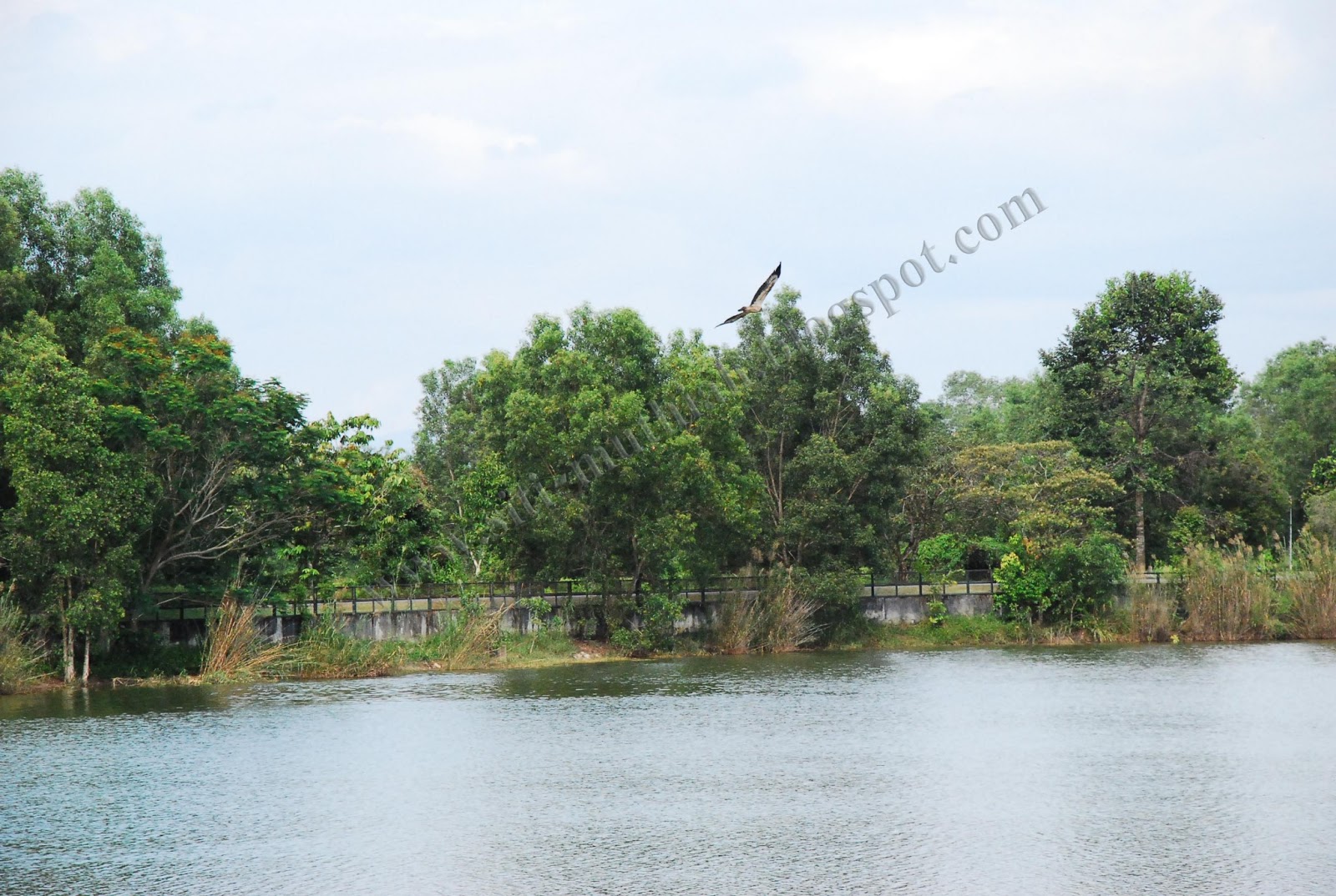 Pabila pena berbicara ~Siti Muthiah: Paya Indah Wetland, Dengkil