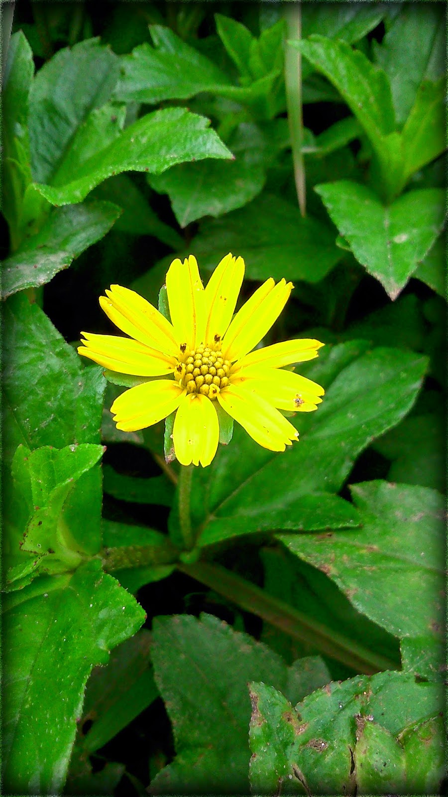 Seruni Rambat (Wedelia trilobata) | GUIDENESIA