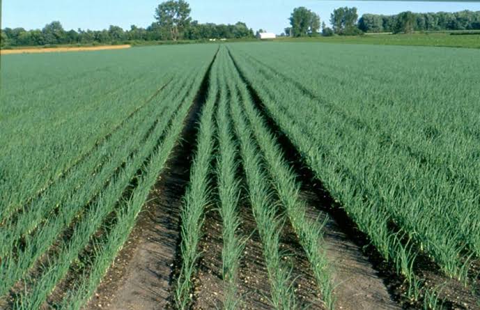 kilimo cha kitaalamu cha vitunguu maji Tanzania.