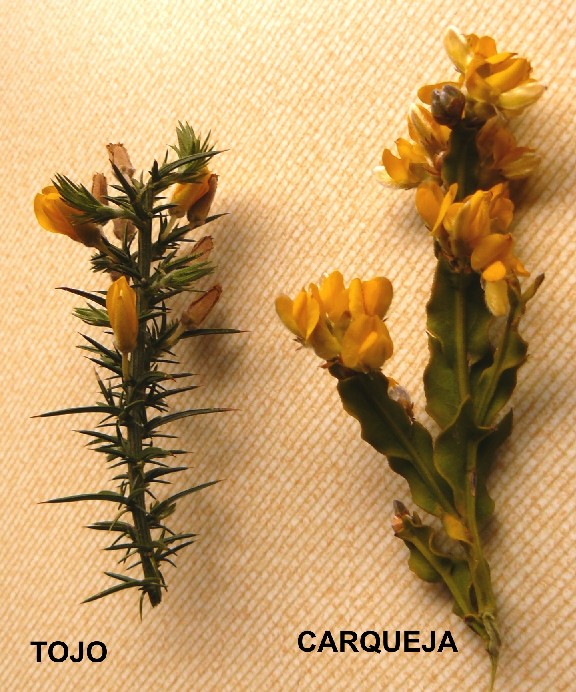 Outras Comidas: A Carqueja