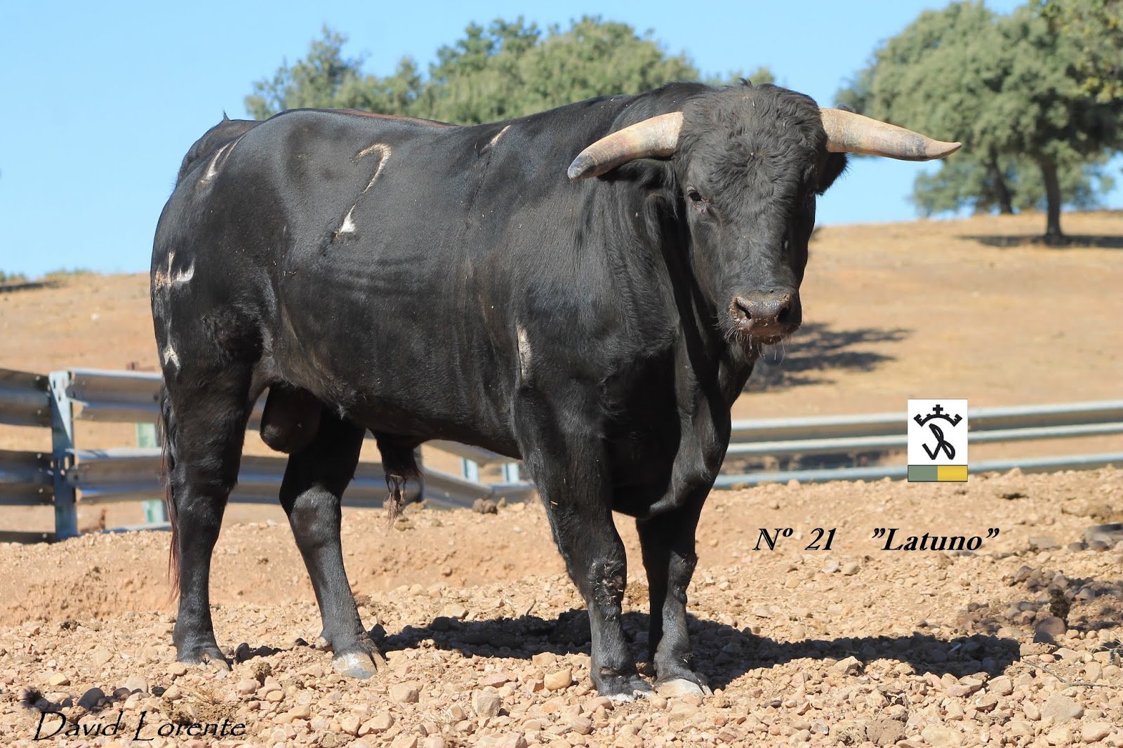 feriataurina.es: LOS NOVILLOS DE LA NOVILLADA MIXTA DE TORRE PACHECO