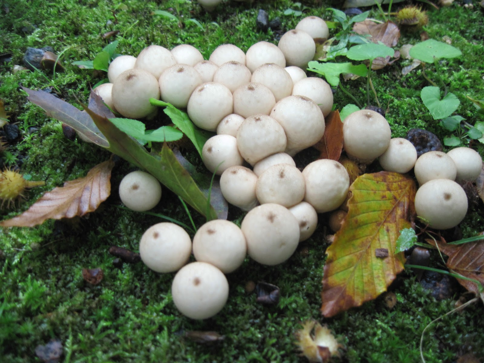 RavenWood Forest: Whirling Water and Tinkling Drops